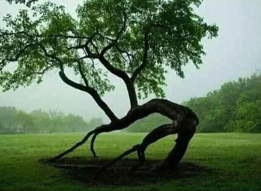 “Árbol que nace torcido, sí puede enderezarse” – EFROVIDA